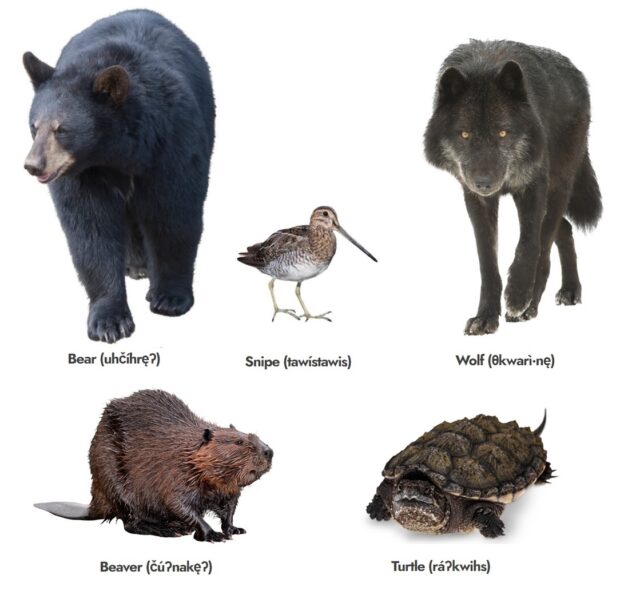 Clans Urʔę́hseh – Meherrin Indian Nation