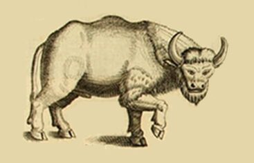 History of Bison in North Carolina and Virginia – Meherrin Indian Nation