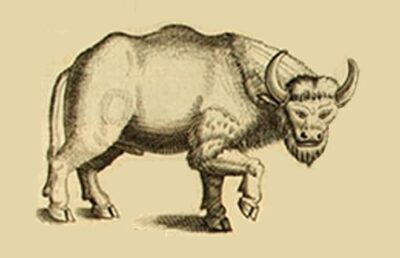 History of Bison in North Carolina and Virginia – Meherrin Indian Nation